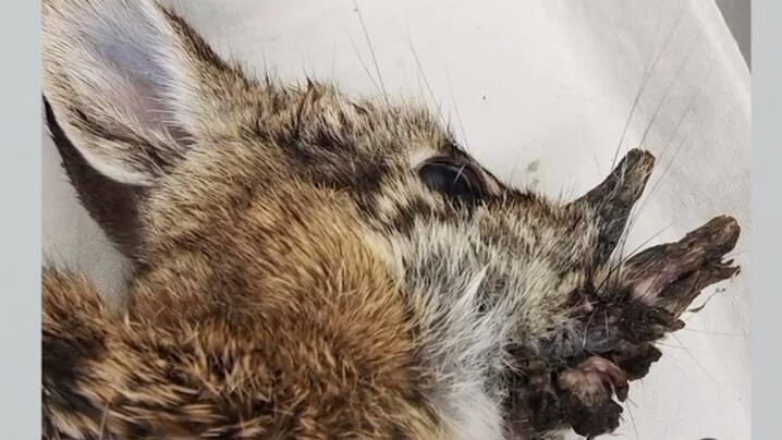 Rabbits are sprouting virus-induced "horns" in Colorado. Here's why ...