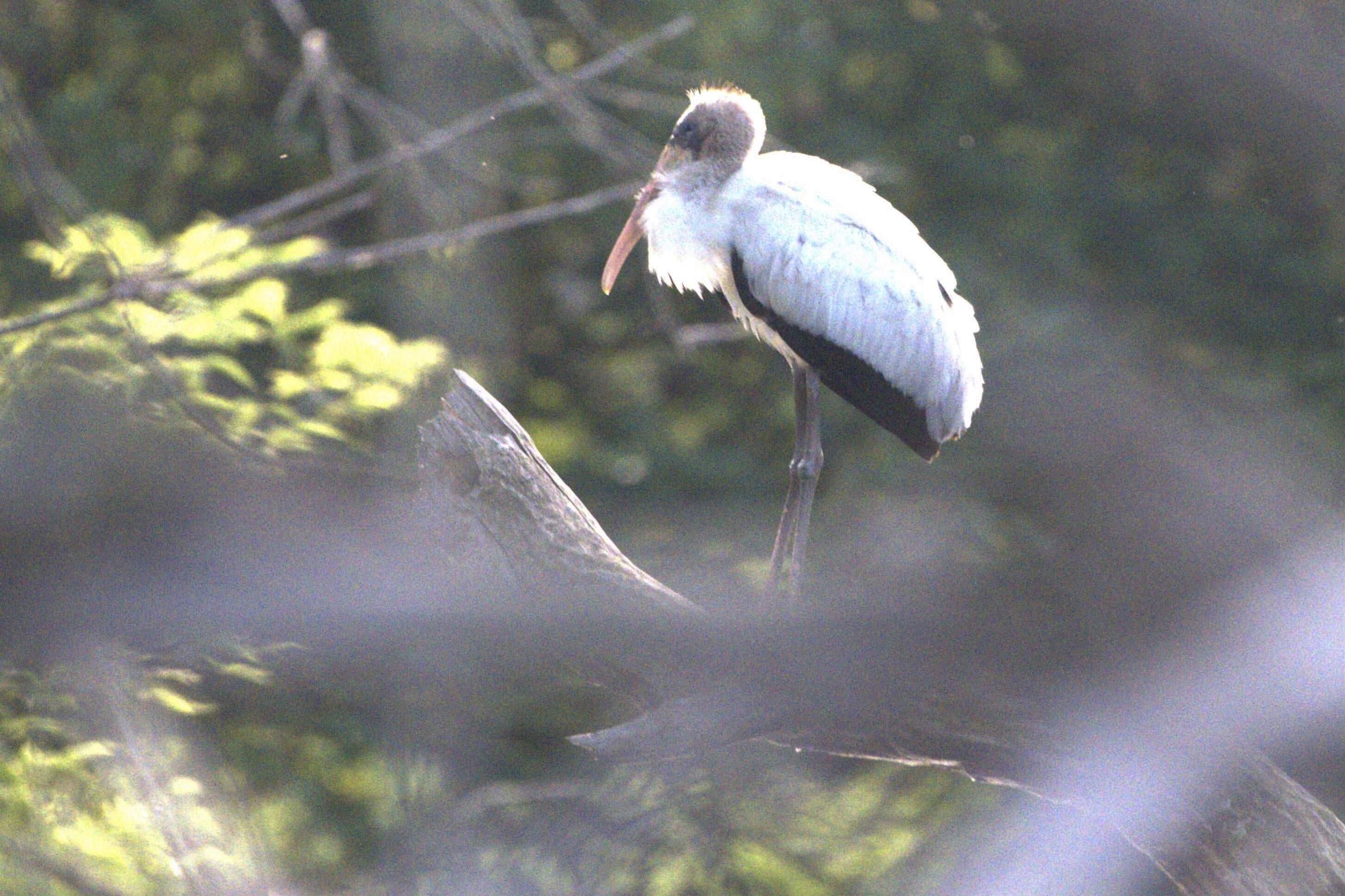 Deer hunter discovers rare subtropical wood stork in the wilds of ...
