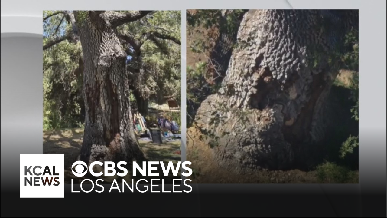 Records show officials knew about tree decay before branch fell and ...