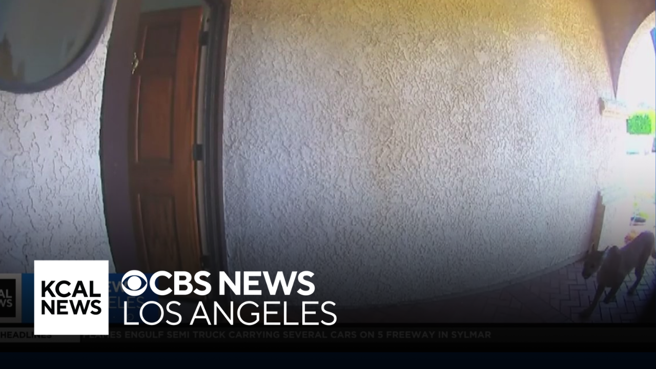 La Verne family shocked when mountain lion wanders through front door ...