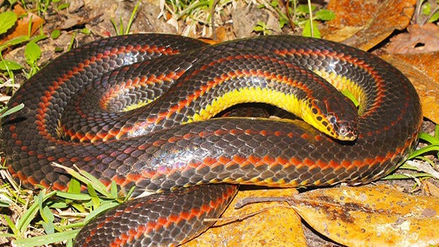 Florida wildlife officials want your help finding a snake so rare it ...