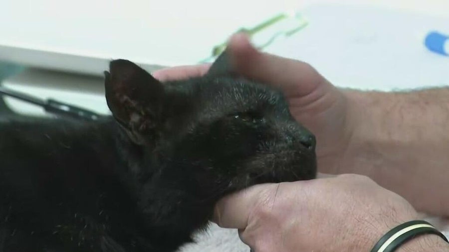 Cat shot with blowgun dart receives emergency medical care at Fort ...