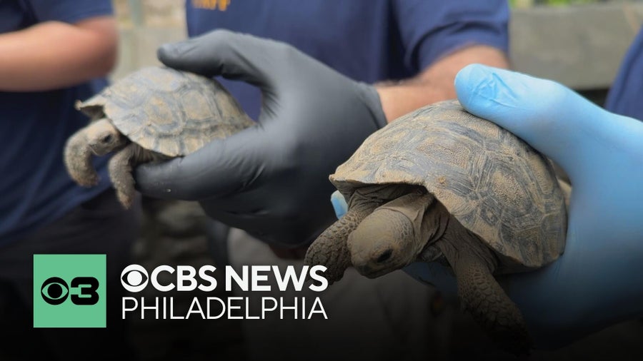 Philadelphia Zoo welcomes 9 more critically endangered Galápagos ...