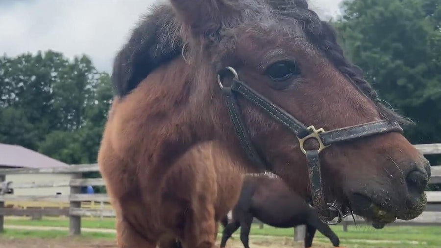 Pony rescued in Howell, Michigan, to be returned to owner despite ...