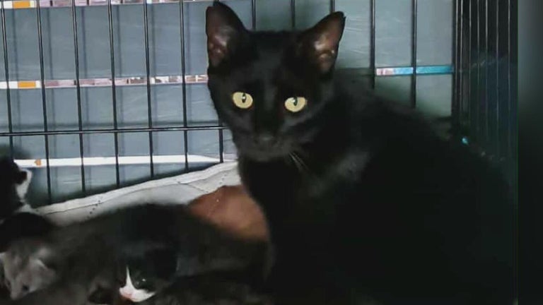 Cat in Pittsburgh euthanized after being shot and paralyzed - CBS ...