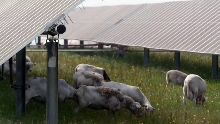 A struggling farmer traded cotton for sheep. Grazing them on solar ...