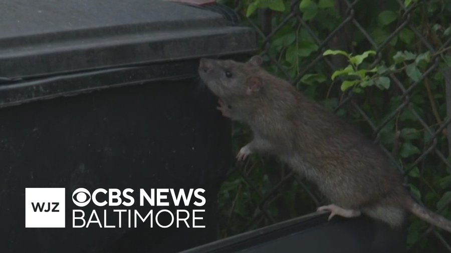 Towson rat problem addressed by Baltimore County officials after WJZ ...