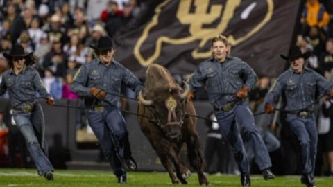 Ralphie VI, Colorado Buffaloes live mascot, retires from Folsom Field ...