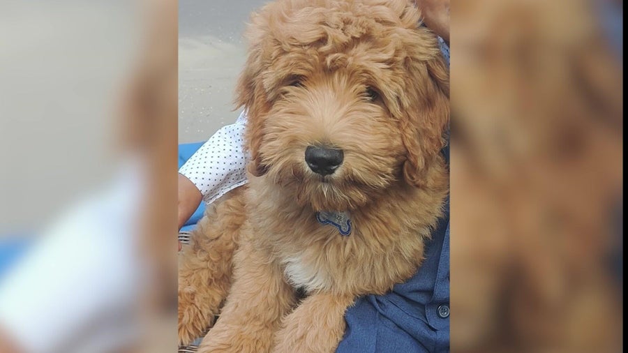 Queens family desperate to get dog back after they say he was given to ...
