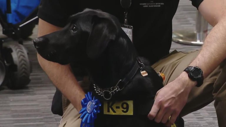 Steeler from Pittsburgh International Airport wins TSA's Cutest Canine ...