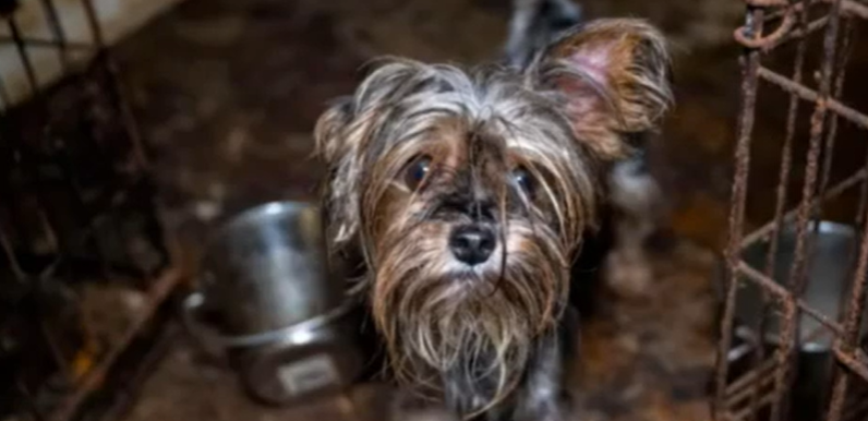More than 100 dogs in "filthy" condition rescued from Harford County ...
