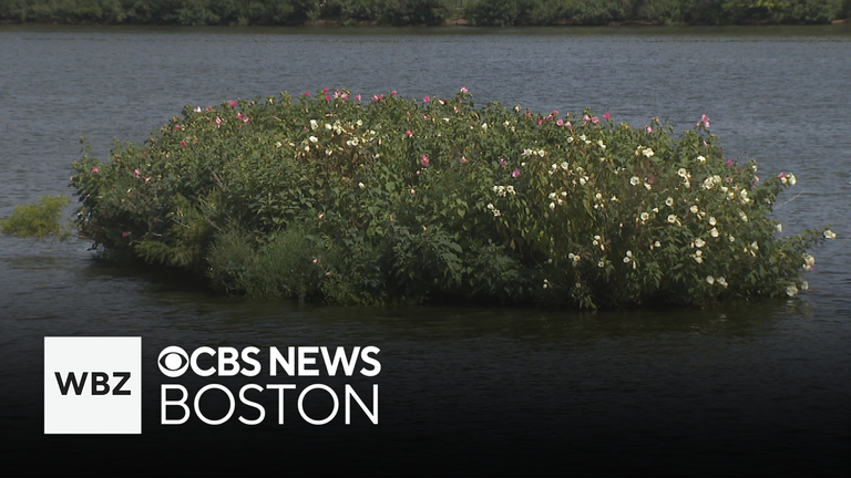 How a floating wetland serves an important role in the Charles River ...