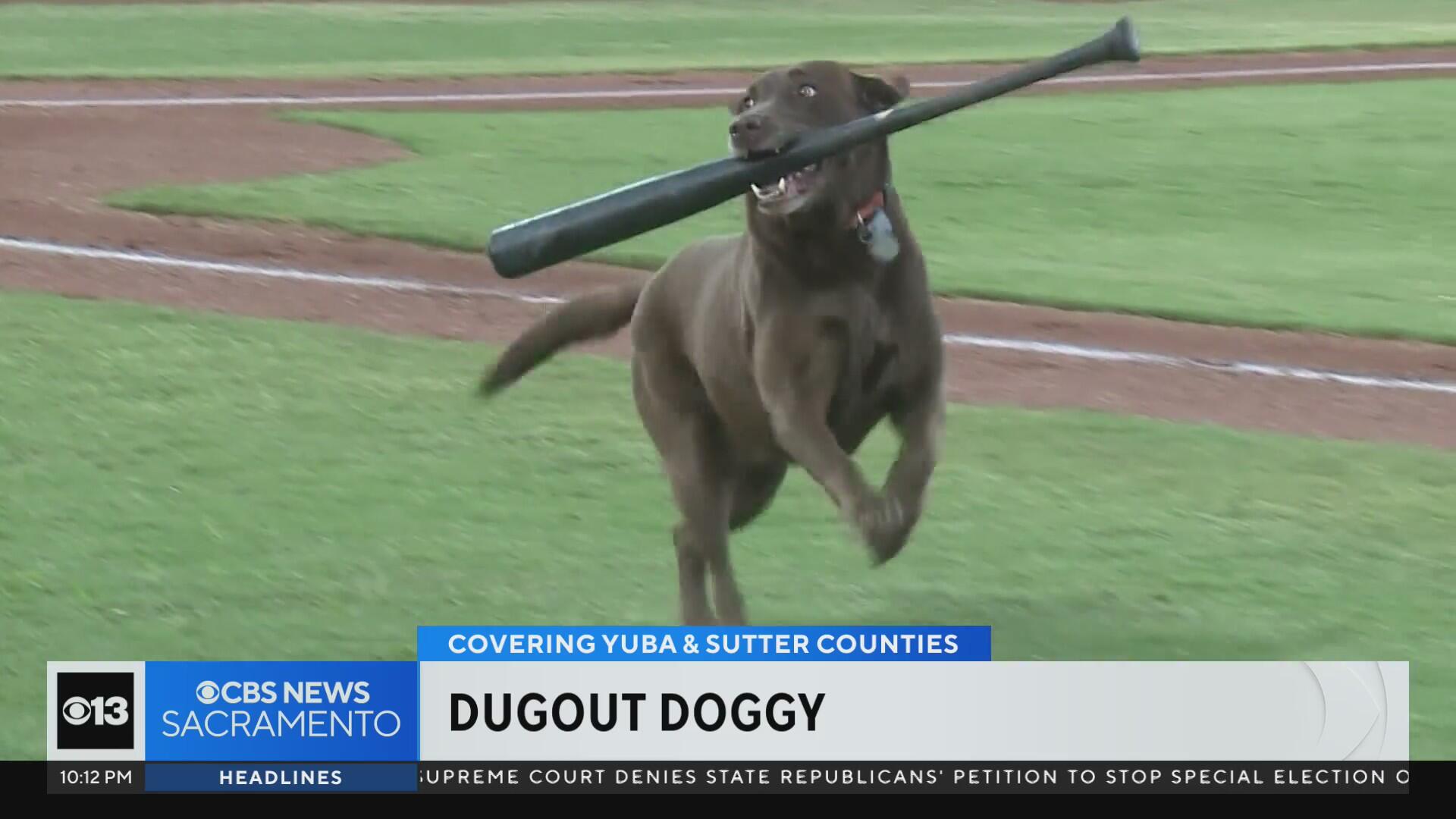 Meet the bat dog stealing the spotlight at Yuba Sutter High Wheelers ...