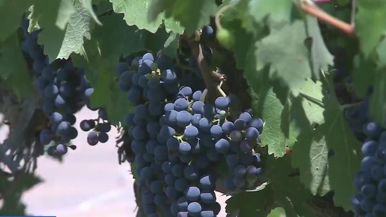 Early estimates of Pickett Fire's economic impact to Napa wine industry ...