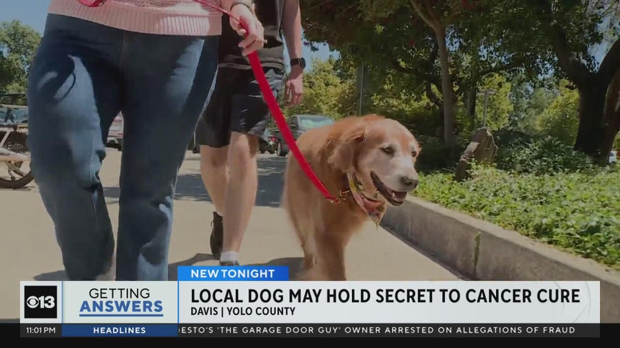 A golden success: Dog's terminal cancer diagnosis dropped after UC ...