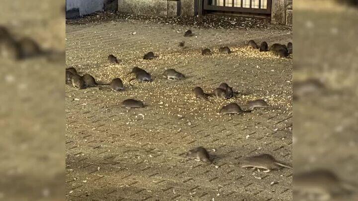 Swarm of rats plaguing Upper West Side, residents say. Here's one ...