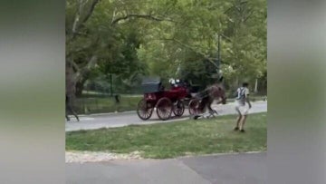 Video shows NYC carriage horse get loose in Central Park, crash into ...