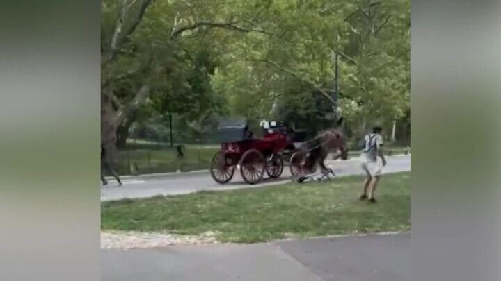 Video shows NYC carriage horse get loose in Central Park, crash into ...