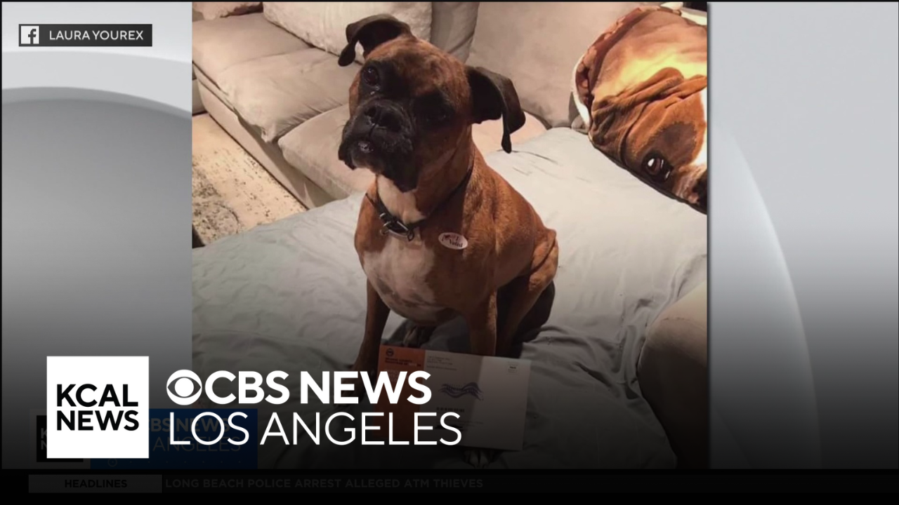 Orange County woman charged for illegally registering dog to vote in ...