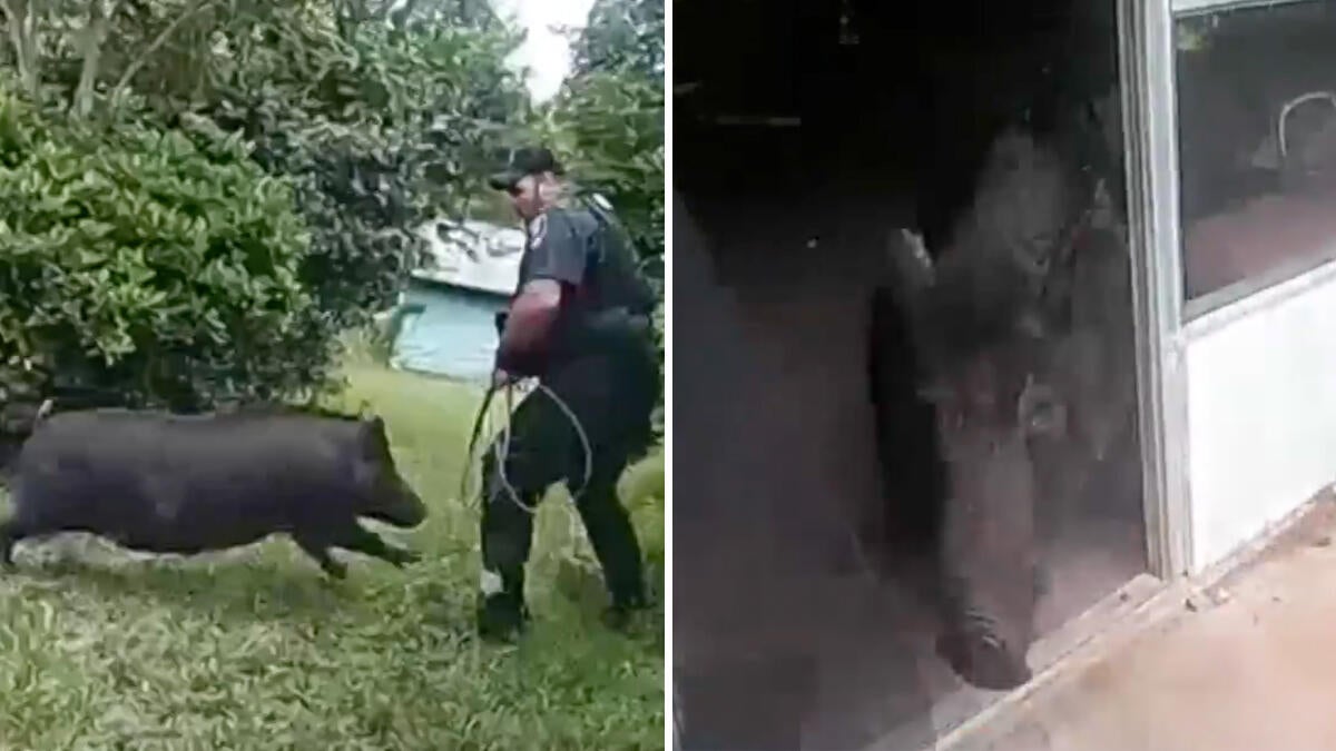 Video shows massive 300-pound wild boar charging at Florida deputies ...