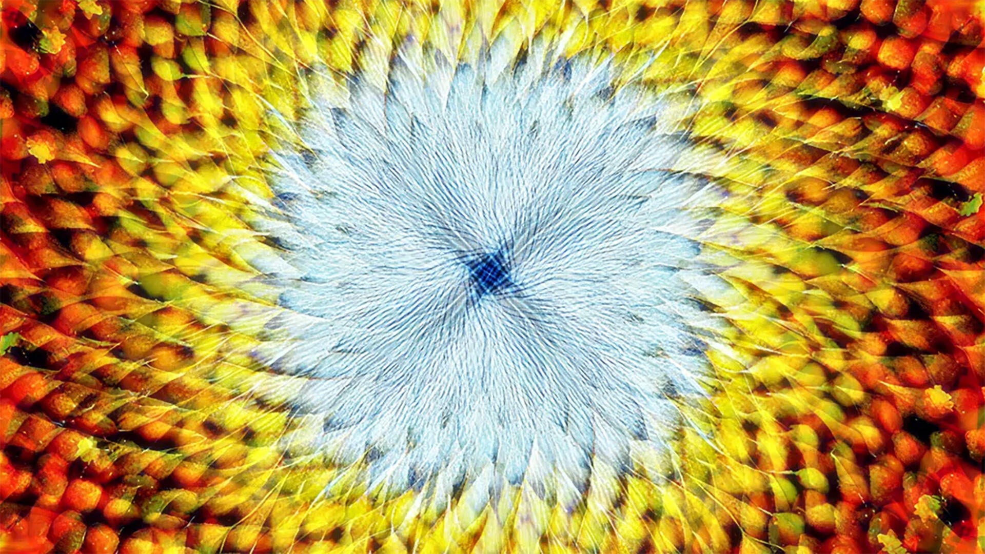 Shawna Thomas - CBS News