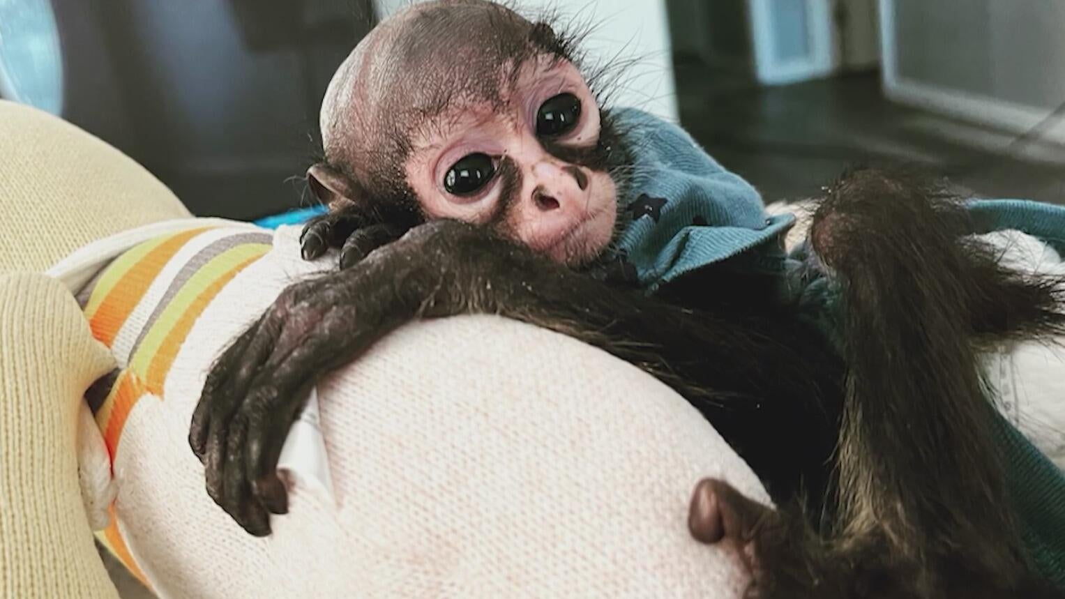 Court to decide fate of Abu the spider monkey amid safety, legal ...