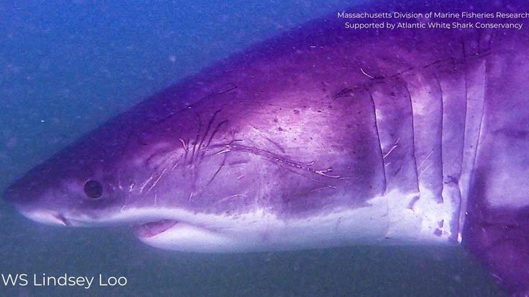 Shark sighting closed 2 Massachusetts beaches this weekend. Here's ...