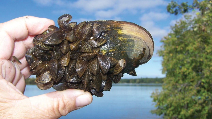 Zebra mussel larvae found in Lake Gervais, Spoon Lake - CBS Minnesota