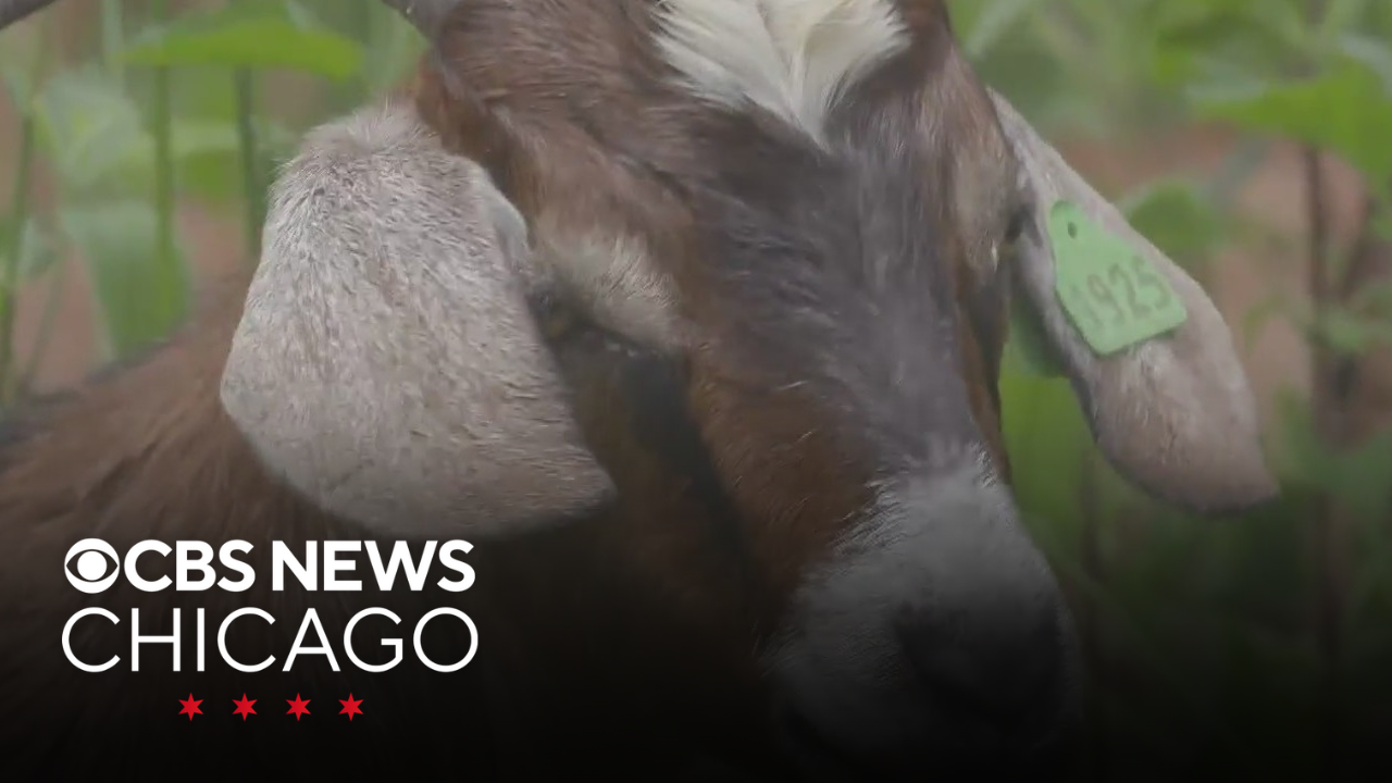 ComEd deploying goats to help protect Chicago-area power lines - CBS ...