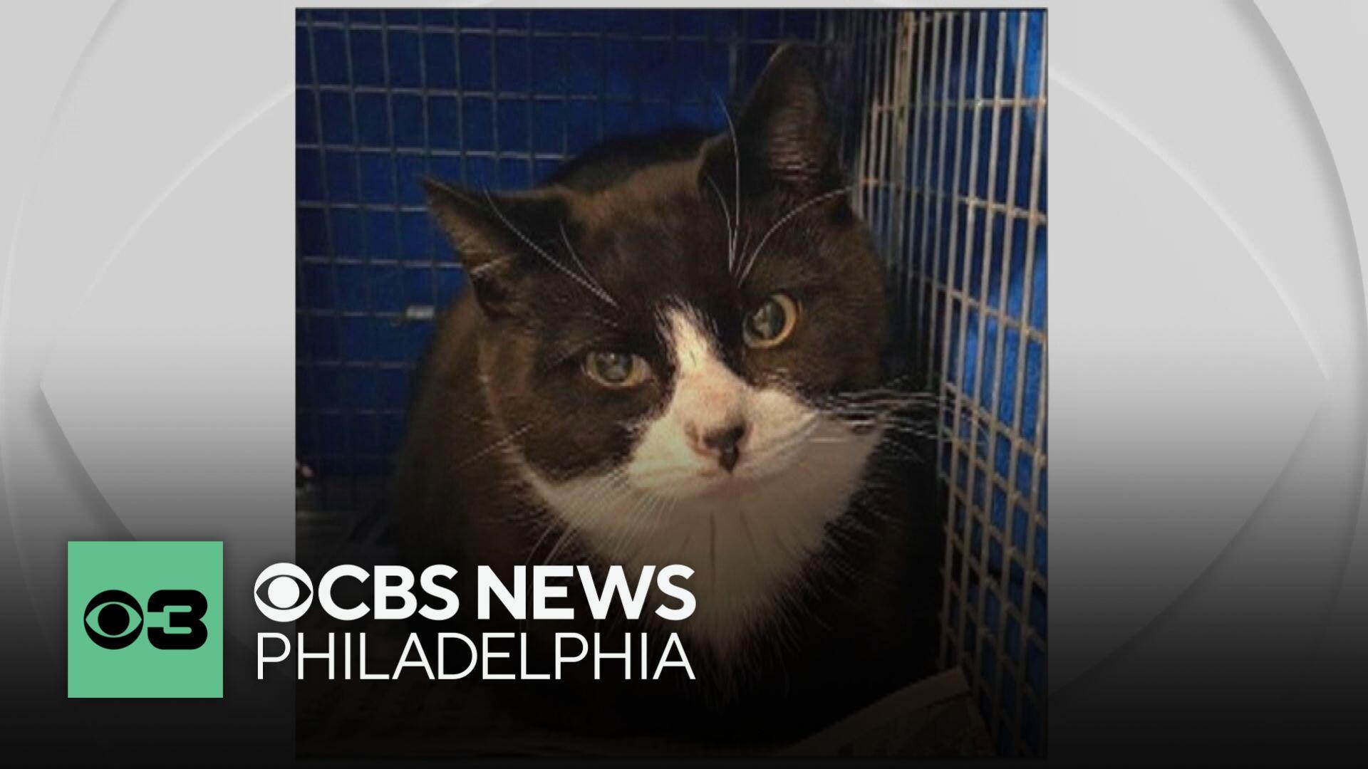 Feral cat shot and killed in Falls Township, Pennsylvania; $2,500 ...