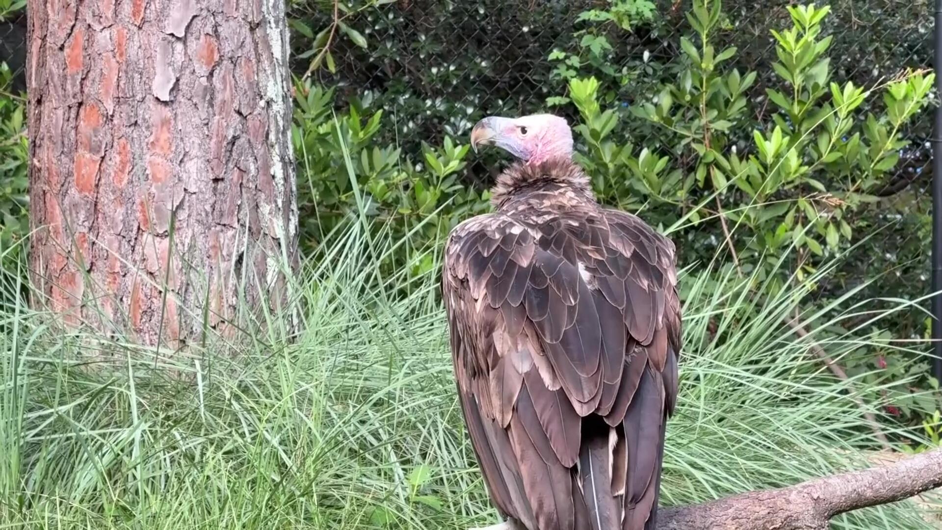 "Nature's cleanup crew": Zoo Atlanta keep vulnerable vultures soaring ...