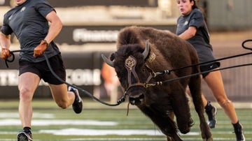 Colorado Buffaloes new live mascot Ralphie VII to make her inaugural ...