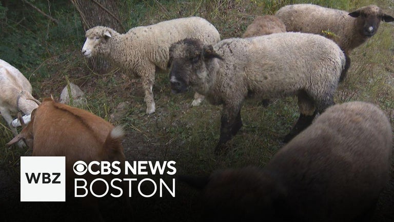 Rhode Island "lambscaping" crew of sheep and goats clears brush from ...