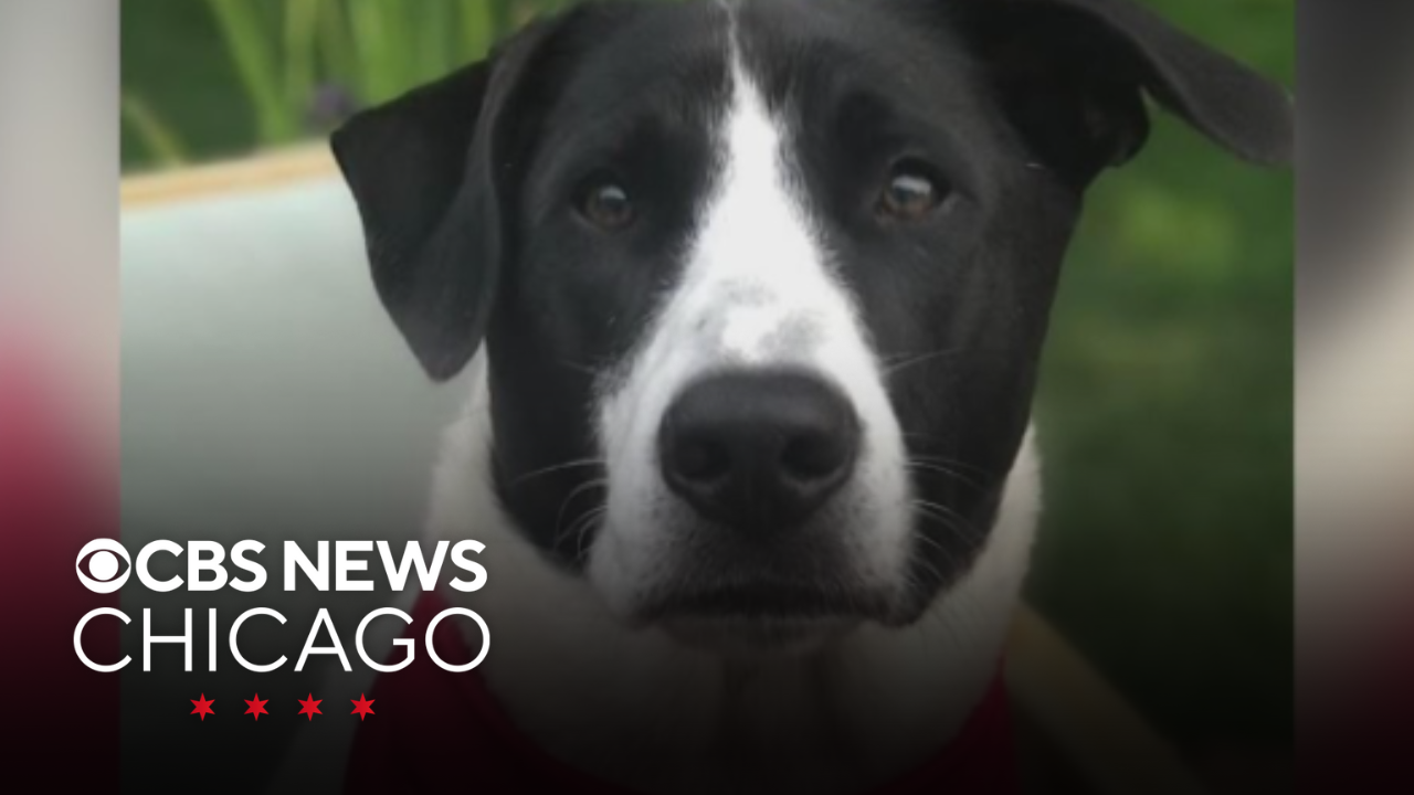 Eden the dog elected first pet mayor of Chicago's Portage Park ...