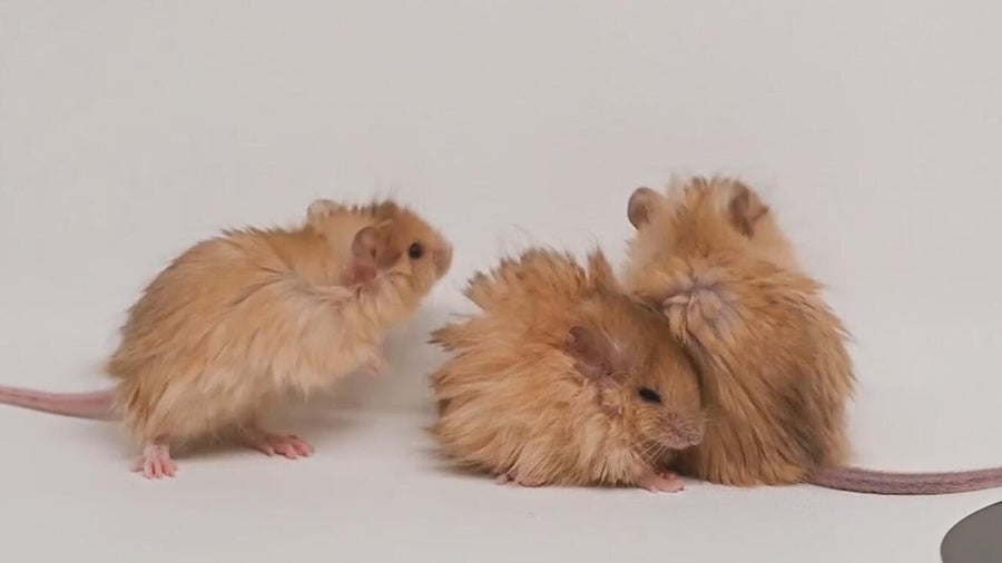 Dallas biotech firm works to revive extinct species - CBS Texas