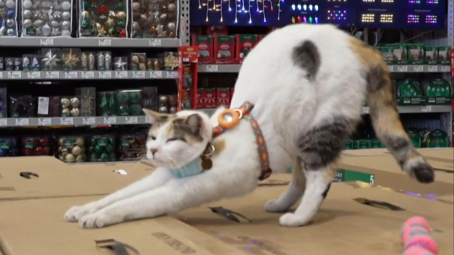 When a Lowe's store cat disappeared, staff pulled out all the stops to ...