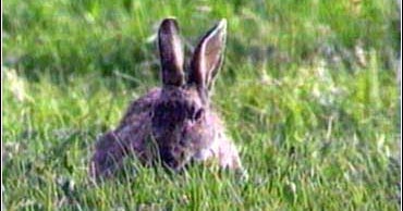 Nebraska Mowers Get Rabbit Disease - CBS News
