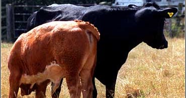 Marked For 'Mad Cow?' - CBS News