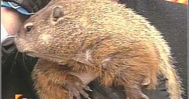 Mixed Verdict From Groundhogs - CBS News