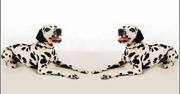 The Perpetual Pet - CBS News