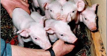 Some Pigs! - CBS News