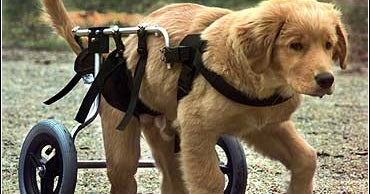 Disabled Dog Defies The Odds - CBS News