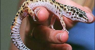 Gripping Gecko Secrets Unveiled - CBS News
