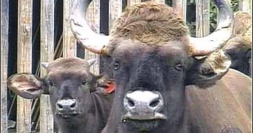 Cloning An Endangered Species - CBS News