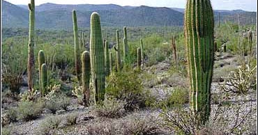 Creeping Deserts, Hidden Costs - CBS News