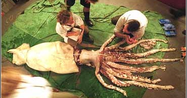 Squid Pro Quo - CBS News