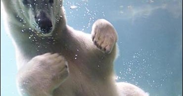 Roving Animals: Don't Fence 'Em In - CBS News