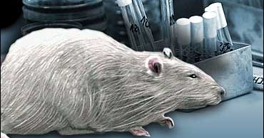 A Reprieve For Lab Rats - CBS News