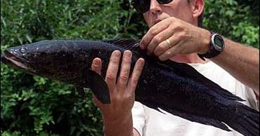 Wanted Dead: Voracious Walking Fish - CBS News