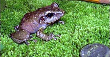 Hawaii: Help Quiet Shrieking Frogs - CBS News